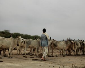 Traceability of Seed to Stitch - Tatter