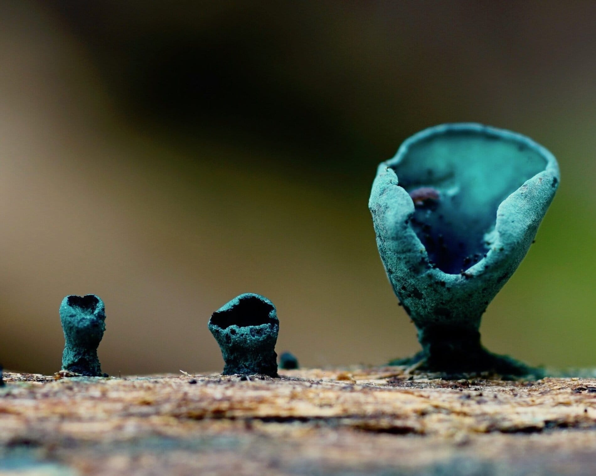 The Story of a Blue Mushroom - Tatter