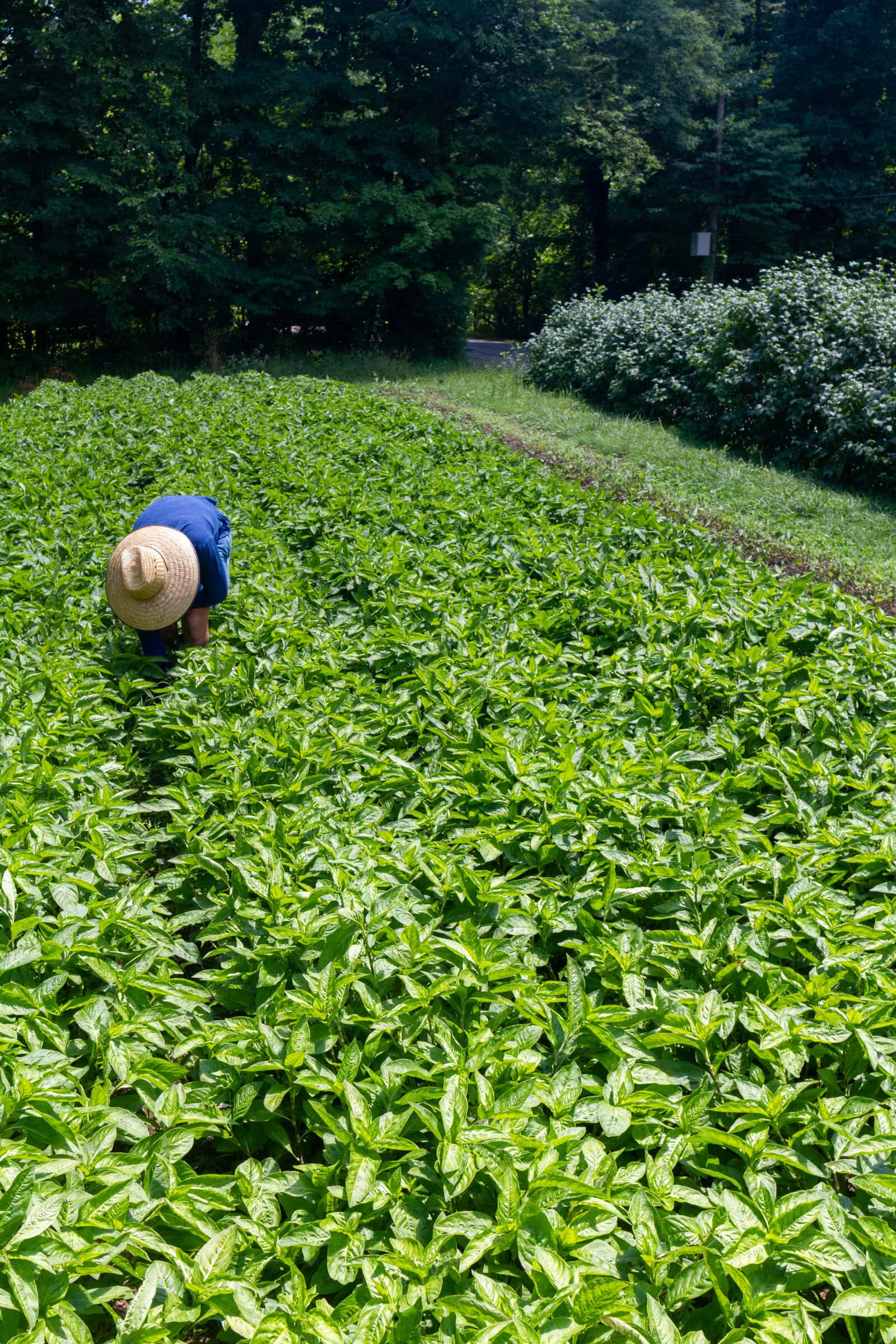 A Blue of Possibility - Tatter