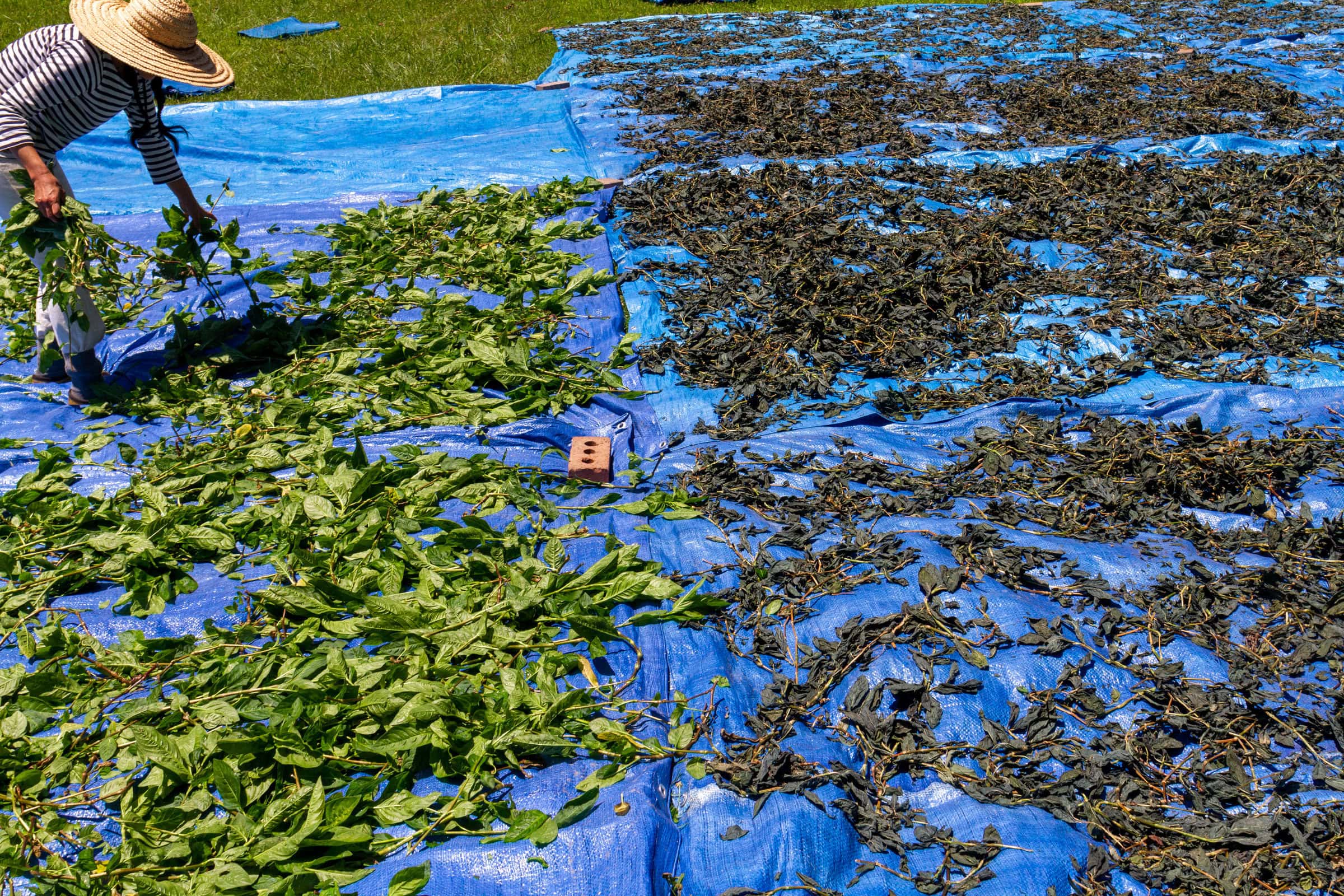 A Blue of Possibility - Tatter